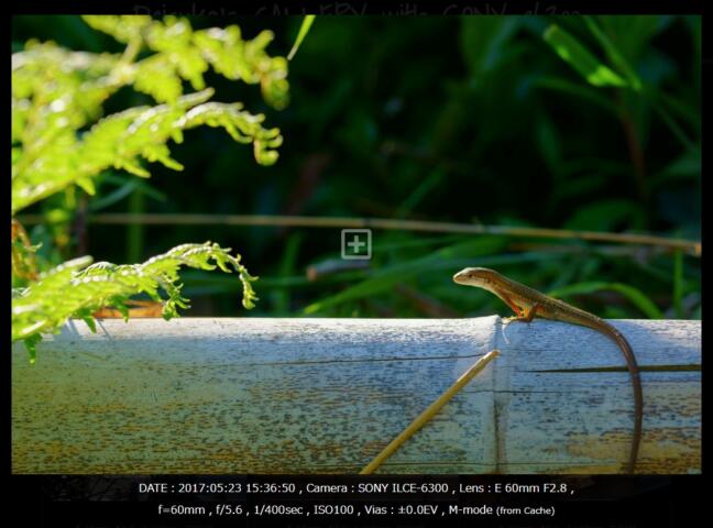 写真ギャラリーサイトを作ってみました【PHP】【Javascript】【Xserver】 | Analog Studio